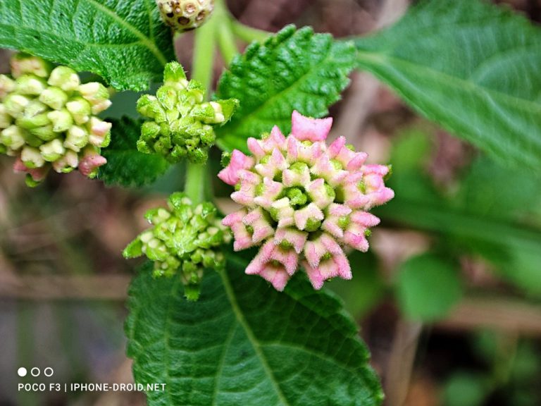 พรีวิว POCO F3 นักฆ่าเรือธง ต้นปี 2021 สเปคจัดเต็ม ราคาระดับกลาง